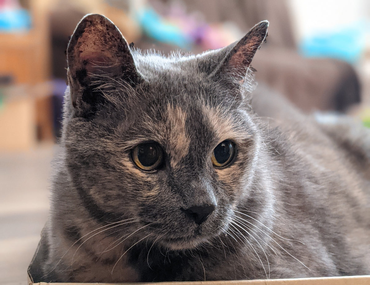 Coffee Blends – Happy Cat Coffee